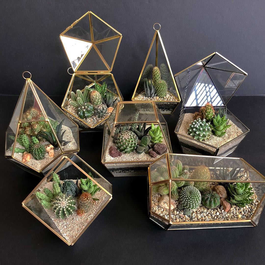 Geometric Terrariums – SucculentsPH